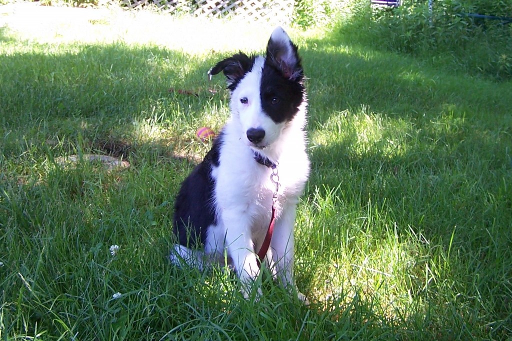 About Us – Rock N Roll Border Collies