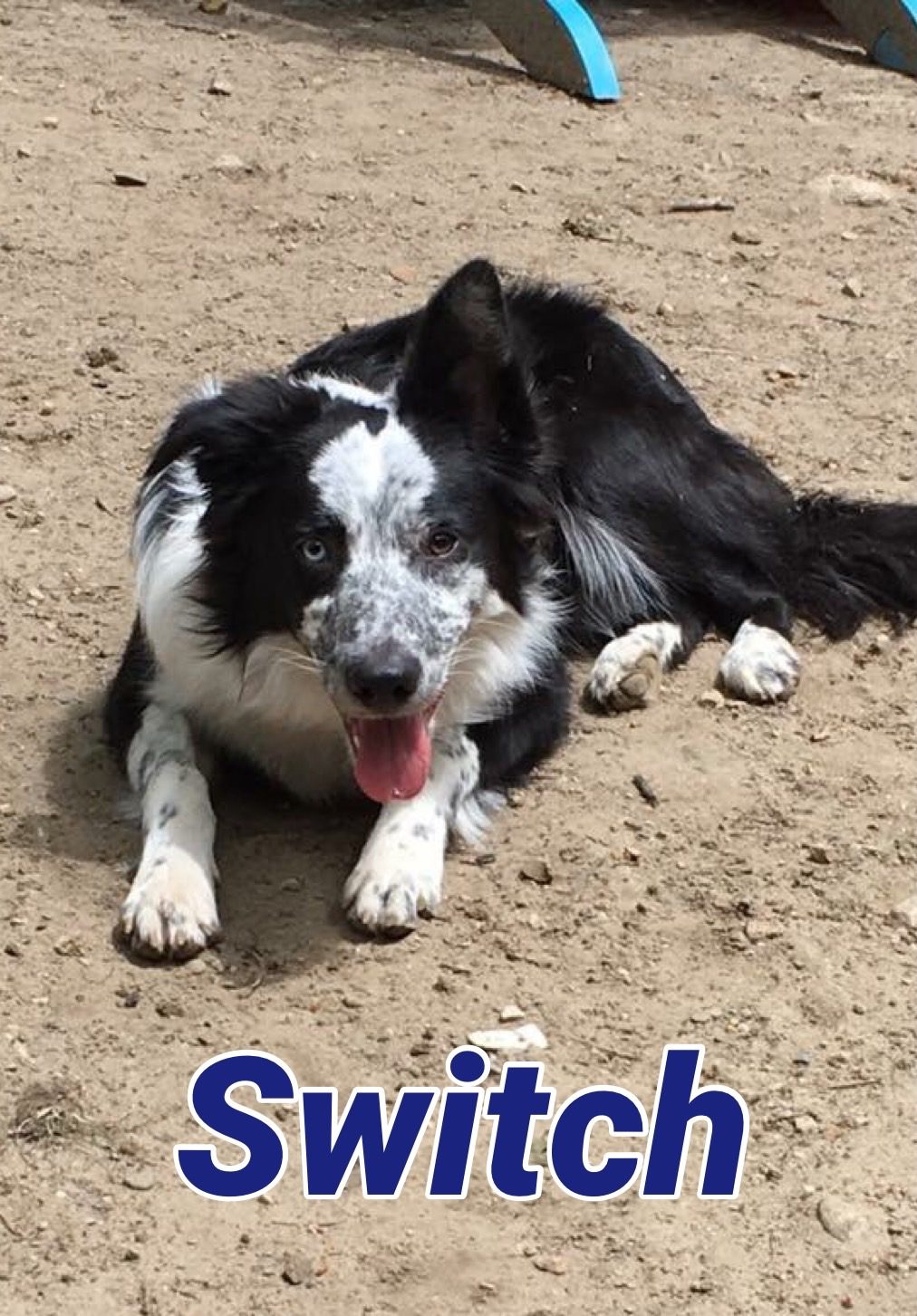 Our Males – Rock N Roll Border Collies