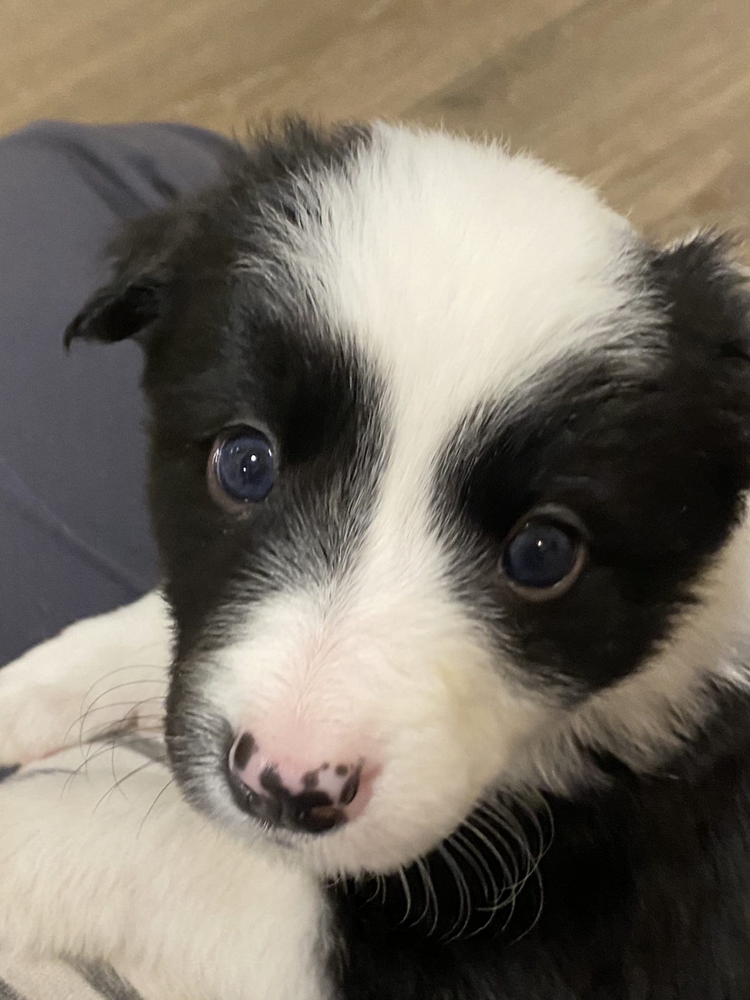 Birdie – Rock N Roll Border Collies