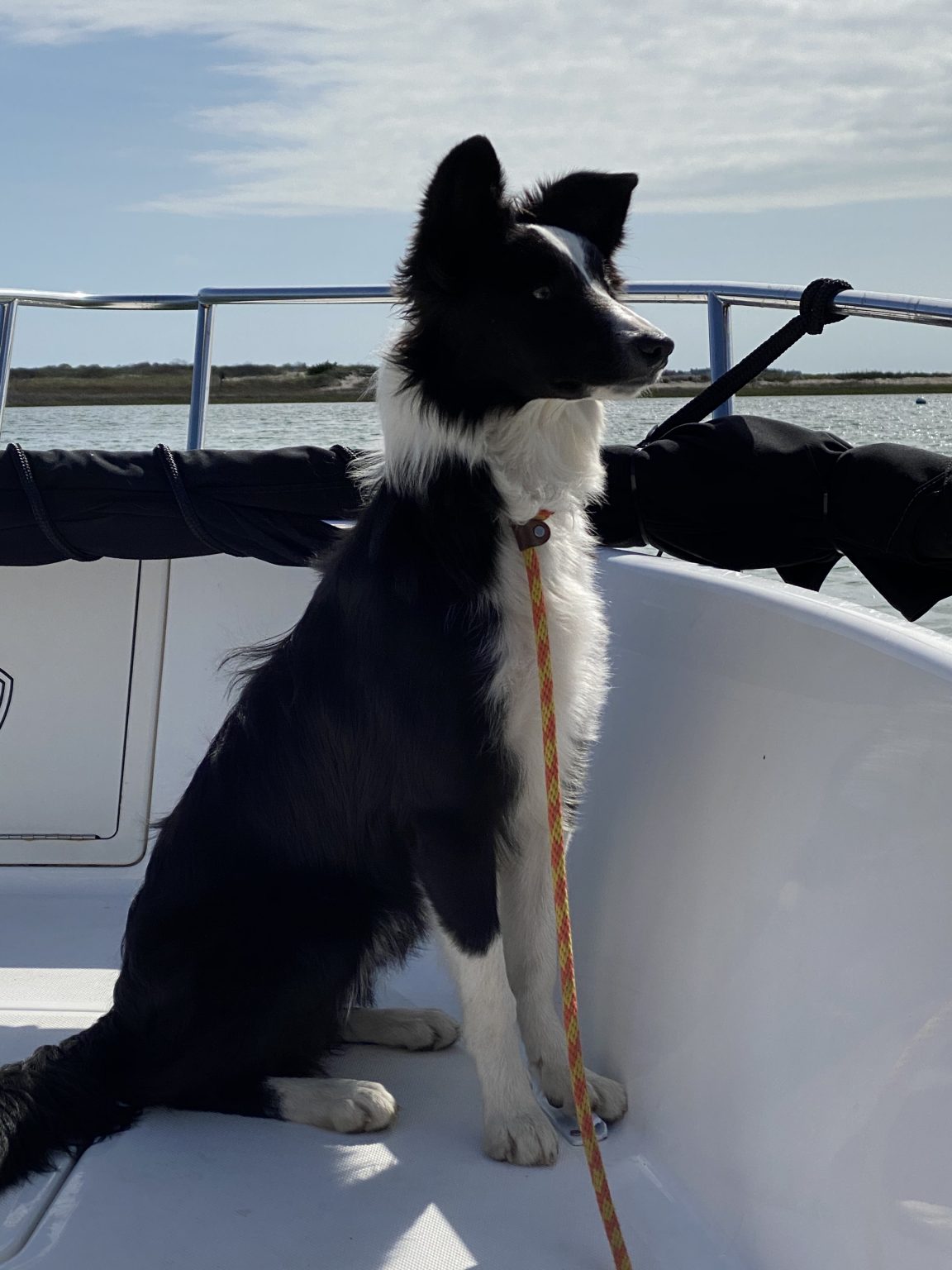 Birdie – Rock N Roll Border Collies